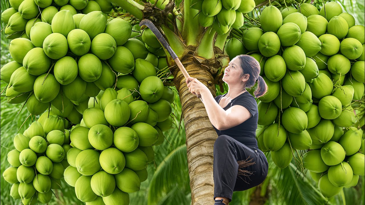 Harvesting GIANT Coconut Clusters in the Tropics & Make Coconut Jam ...