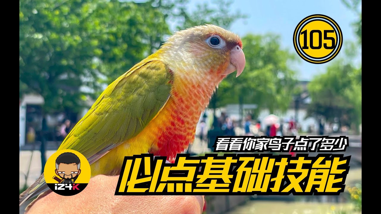 必点基础技能与沟通【105】手养鹦鹉【技能树】利用基础命令沟通~看看你家鸟子有无毕业~part1~ Youtubeeow 4134