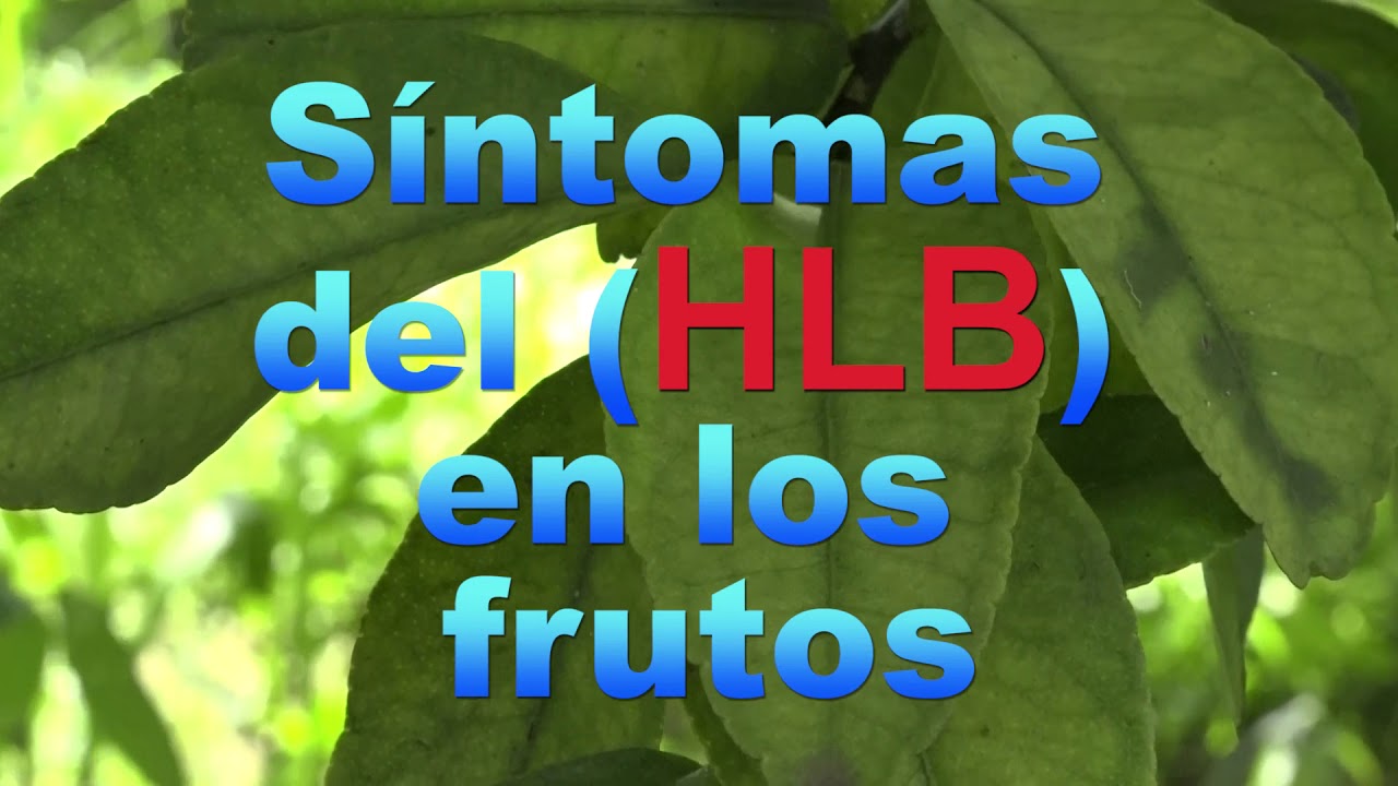 Control de la enfermedad HLB - YouTube