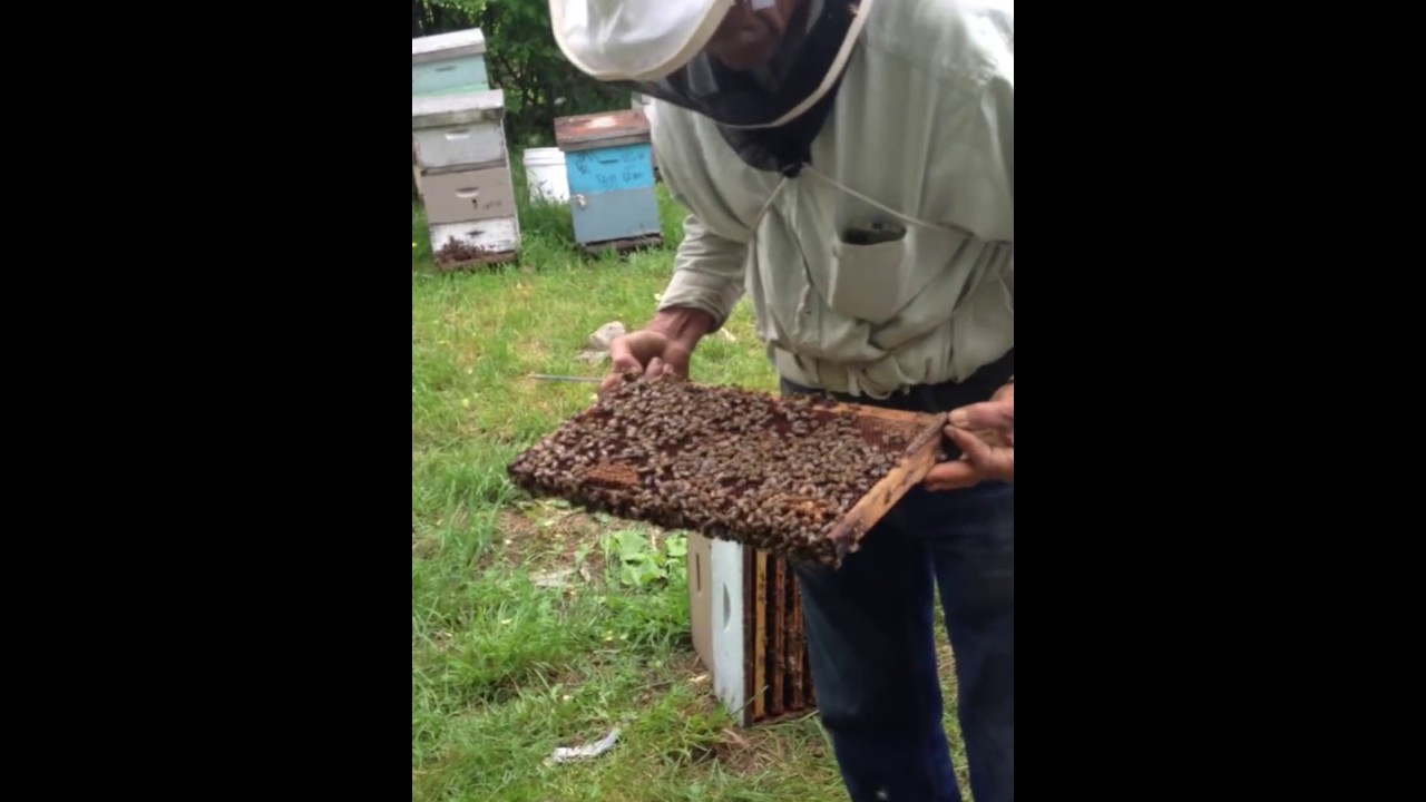 Beekeeping: Building Cell Builders with Mike Palmer - YouTube