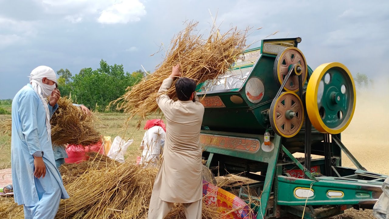 Gandam ki katai | Kali Wal Rangona | Trasher | da kali Jowand | Village Life Style | viral |Sk ...