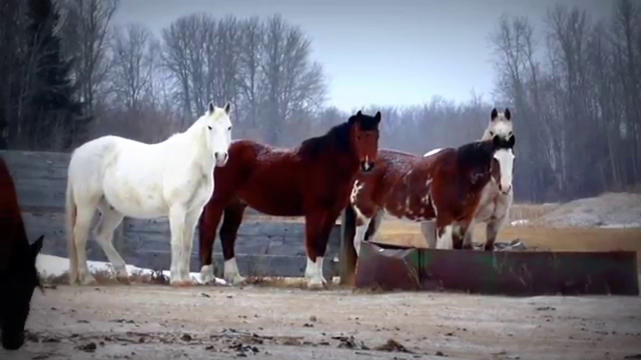 The Natural Beauty of Pine River ... Manitoba - YouTube