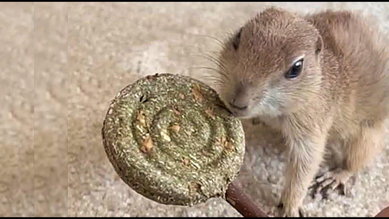 I bought a lollipop for Nina. Prairie Dog Nina - YouTube