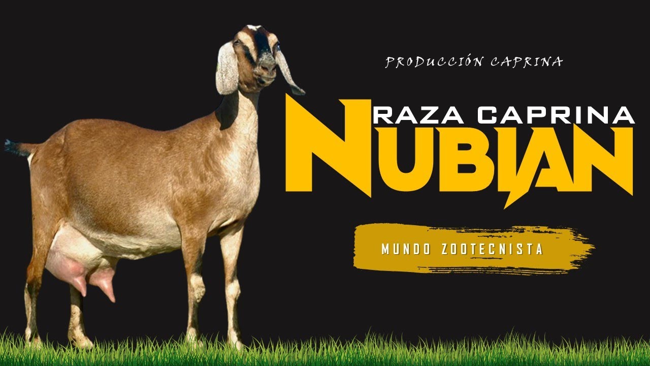 Raza Caprina NUBIAN 🐐 - YouTube