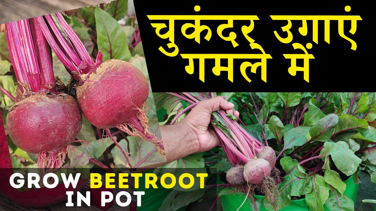 चुकंदर कैसे उगाएं गमले में | Chukandar Kaise Ugaye | How To Grow ...