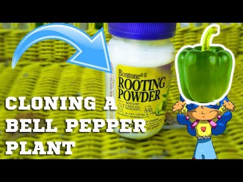 BONTONE ROOTING POWDER: "HOW TO CLONE a PEPPER PLANT": THE GARDEN OF ...