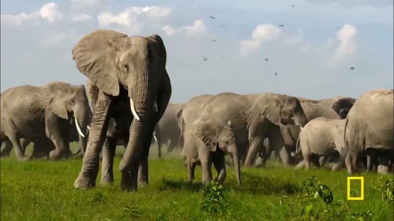National Geographic Secrets of the Elephants New Series Tonight Promo ...