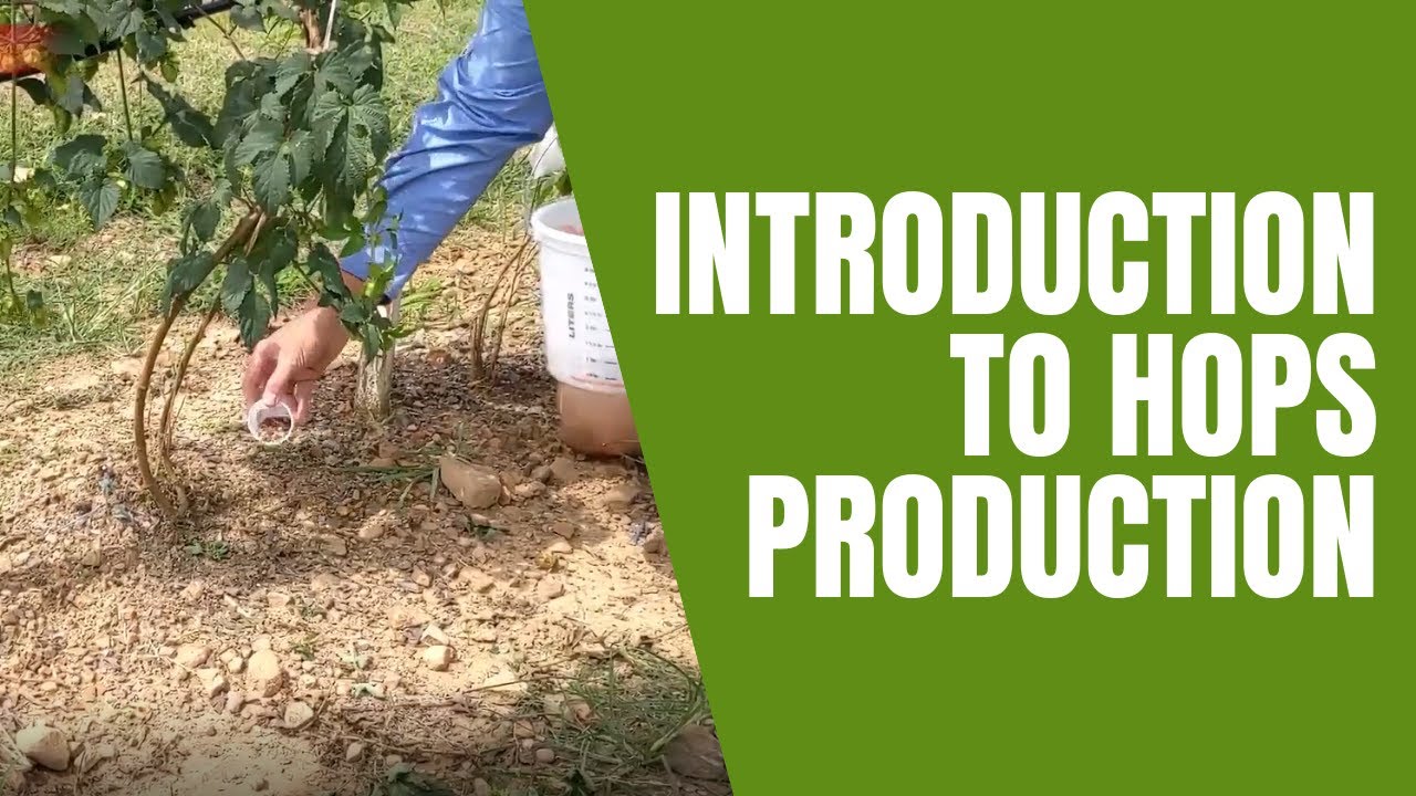 Introduction to Hops Production - YouTube