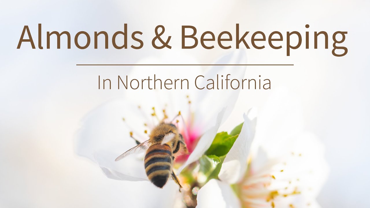 Keeping Butte County Buzzing: Almonds & Beekeeping┃The Bucket List ...
