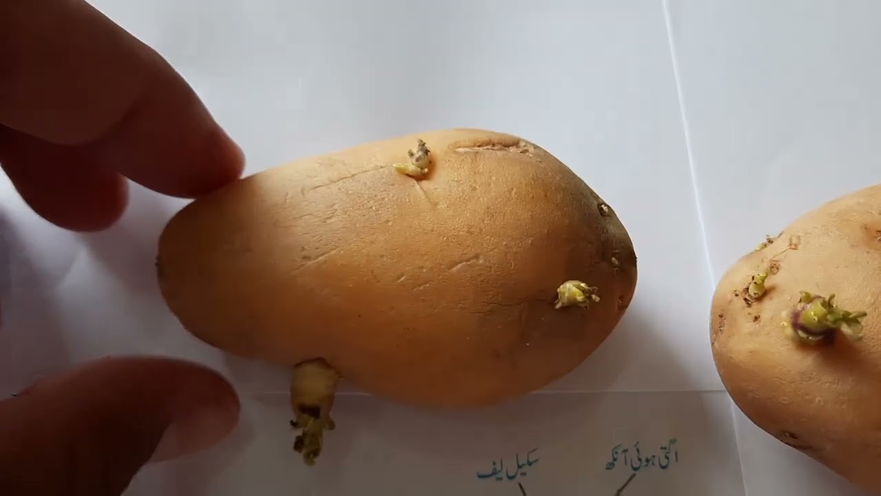 Stem tuber of Potato practical demonstration|Biology practica| - YouTube