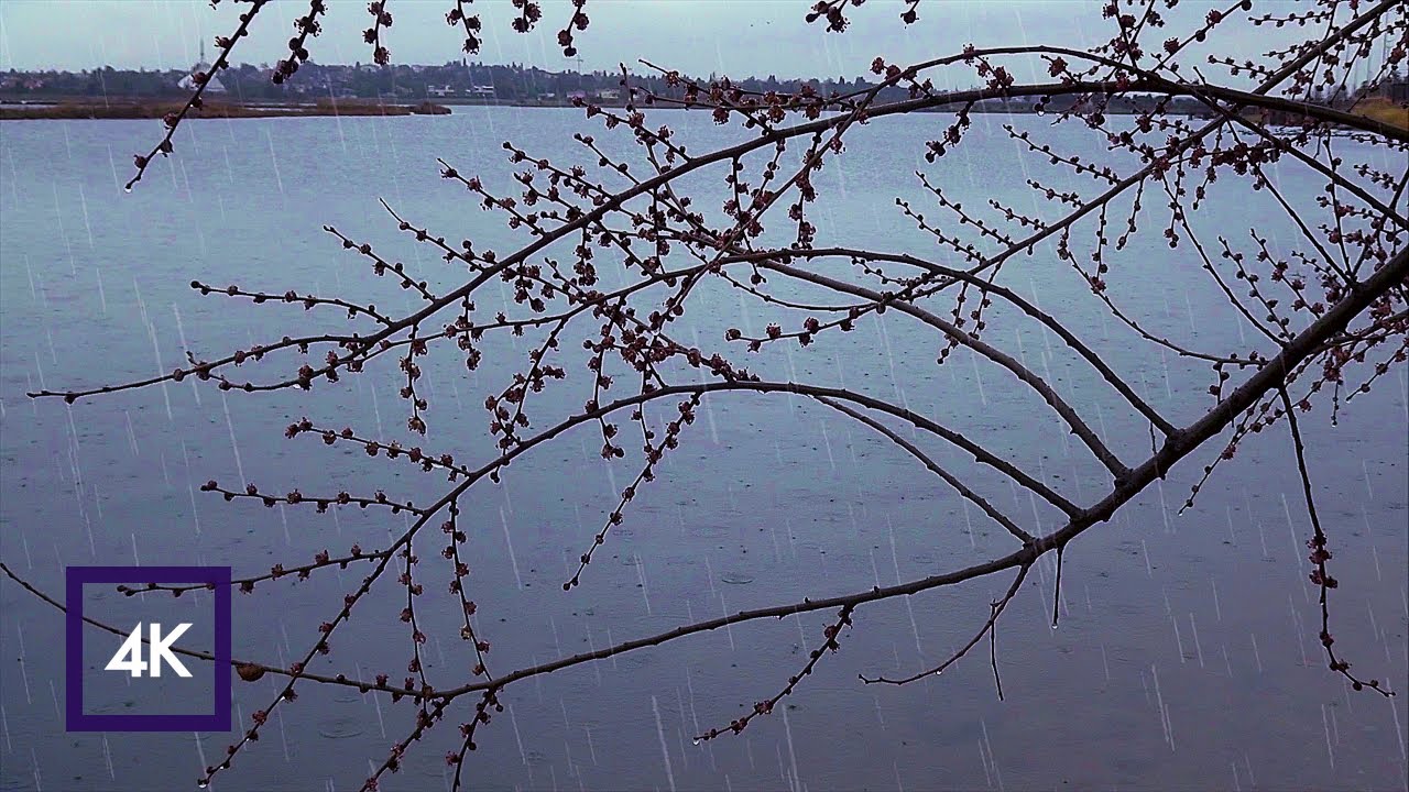 Gentle Rain on Lake, Rain on Leaves, Gentle Rain, Sleep, Study, Relax ...