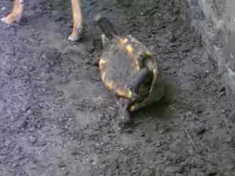 Falling Turtle - YouTube