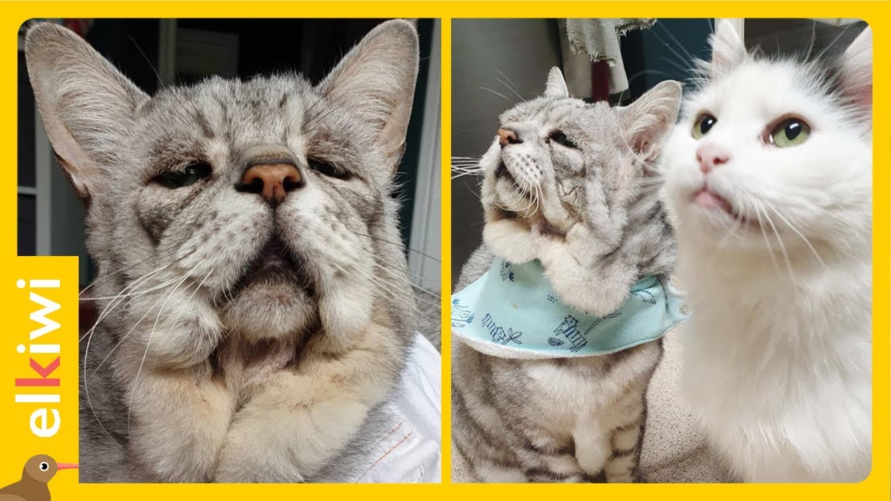 La enfermedad de este gatito lo convirtió en héroe - YouTube