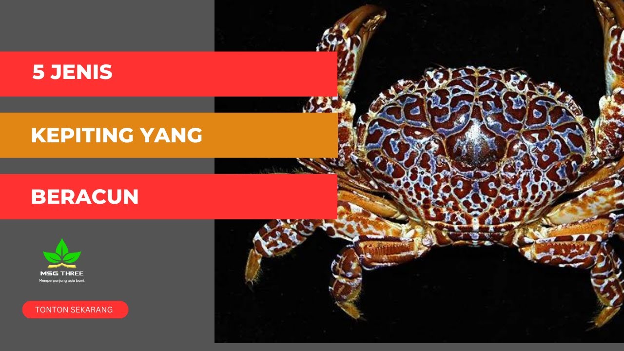 5 Jenis Kepiting Yang Beracun - YouTube