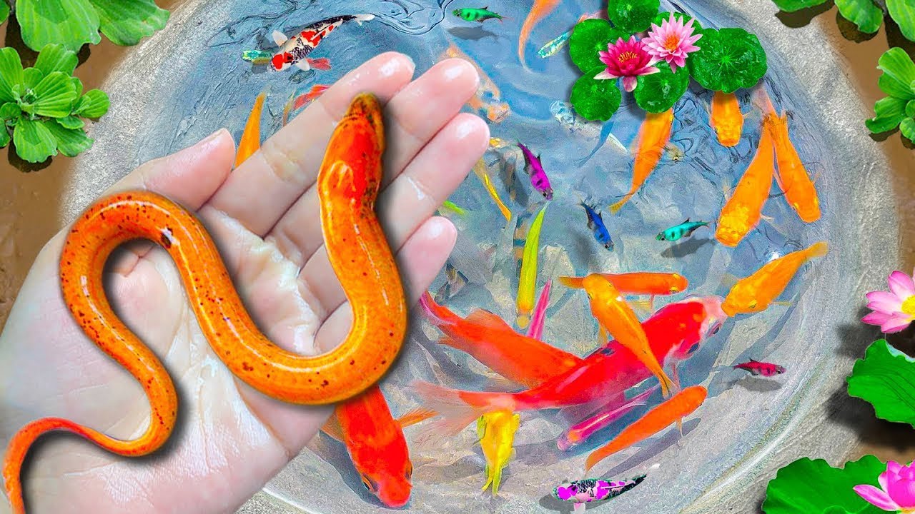 Amazing Catch Baby Eels In Eggs, Koi, Betta Fish, Guppies, Ranchu Fish ...