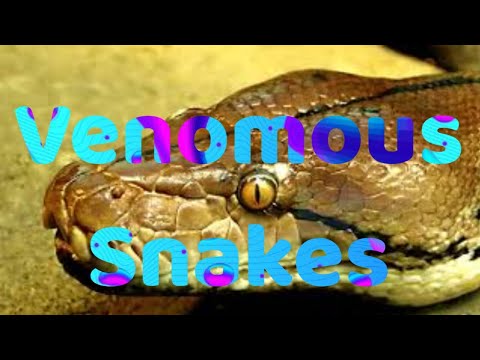 SNAKES | The Most Venomous Snakes in the World | TYPES OF SNAKES IN THE WORLD | @robtheranger ...