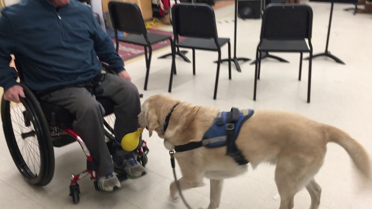 Chelmsford teacher Tom Gallagher and his service dog Romer with ...