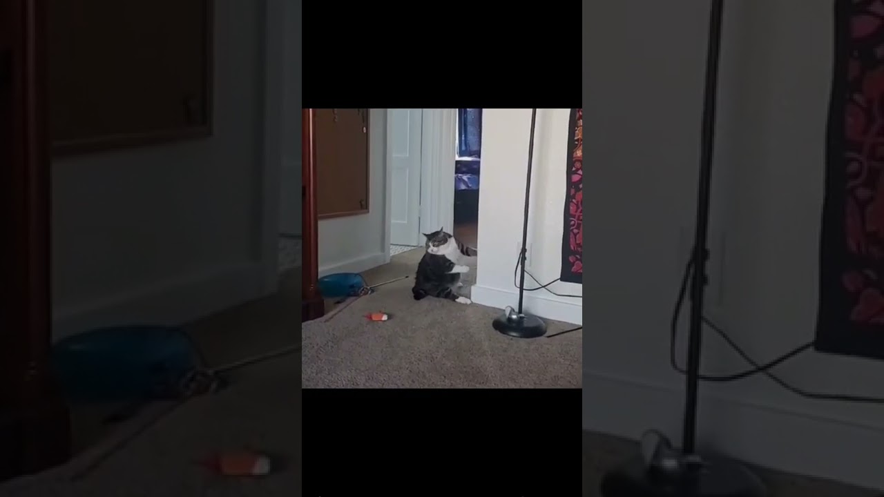 Overly dramatic cat 😺 - YouTube