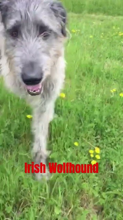 Irish Wolfhound - YouTube