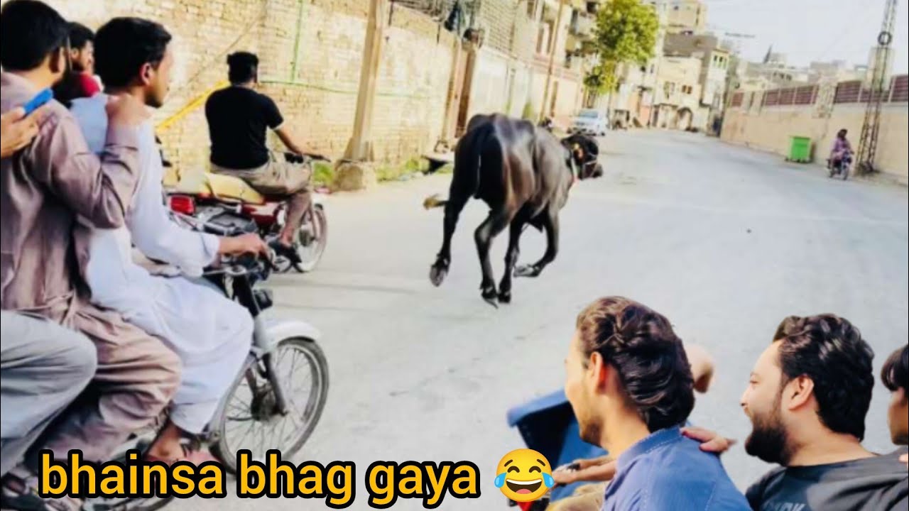 bhainsa bhaag gaya 😂 Sukkur mai 😂 - YouTube