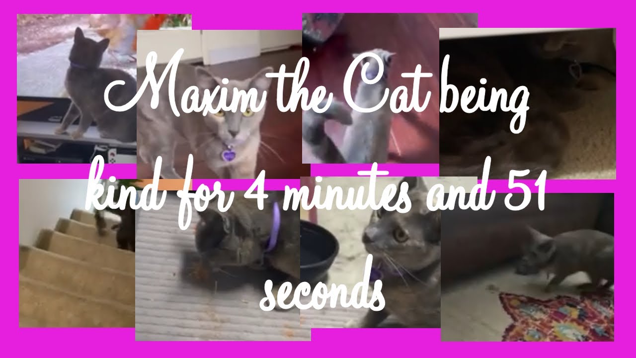 Maxim the Cat being kind for 4 minutes and 51 seconds - YouTube