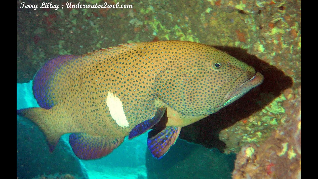 Invasive Species On Kauai Reefs - YouTube