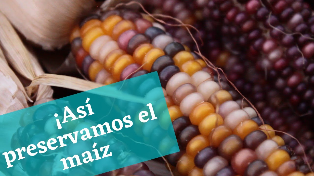 Cómo preservar las mazorcas de maíz - YouTube