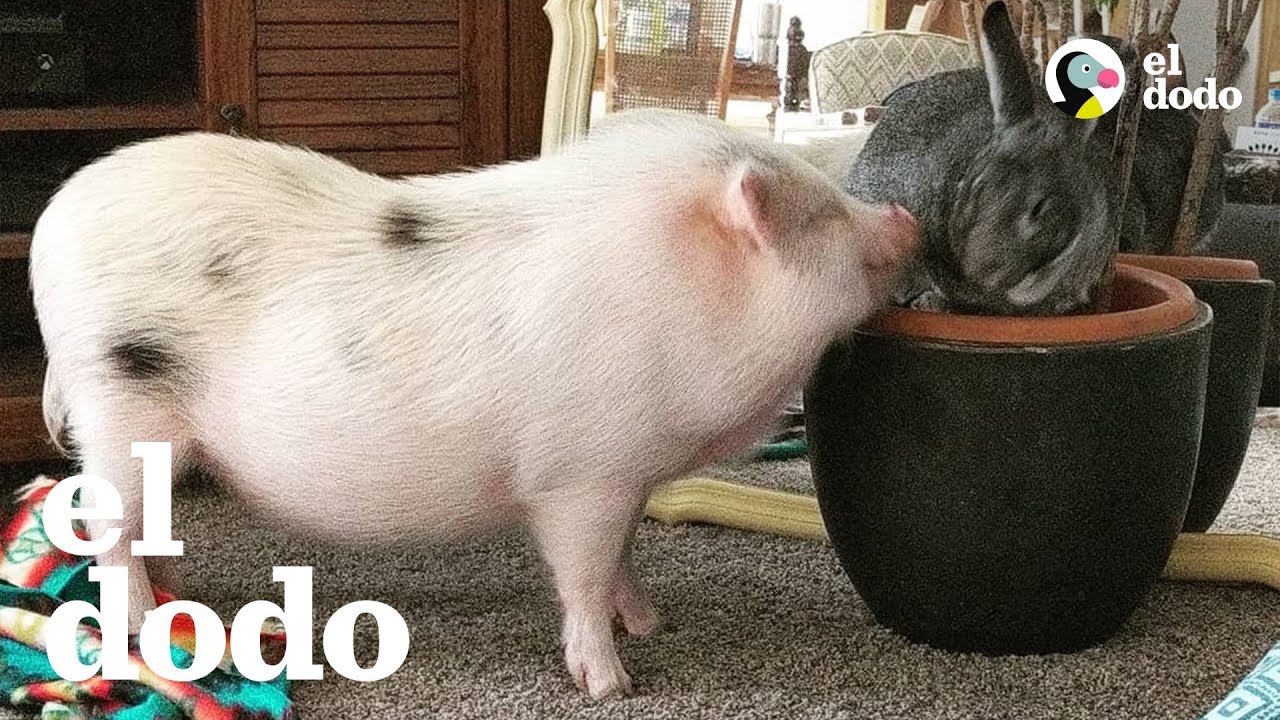 Cerdo rescatado y su familia están salvando tantos animales | El Dodo ...