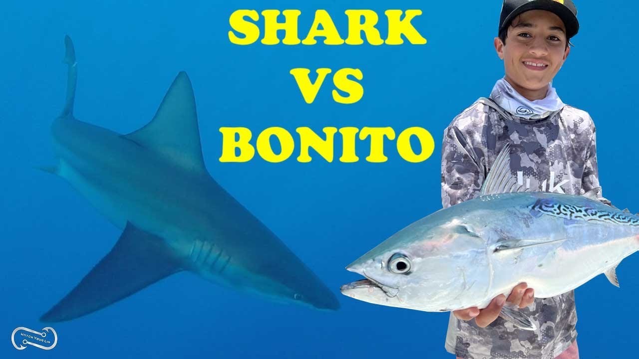 SHARKS AND BONITO EVERYWHERE - YouTube