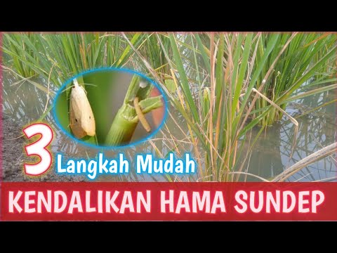 Cara Mudah Mengendalikan Hama Sundep/Penggerek Batang Padi - YouTube