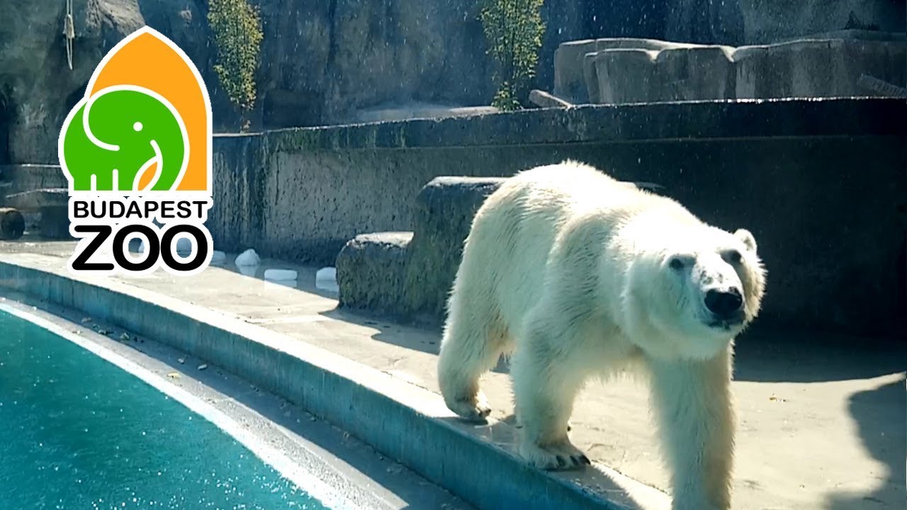 Zvieratká zo ZOO Budapešť (Kam s deťmi na výlet) - YouTube