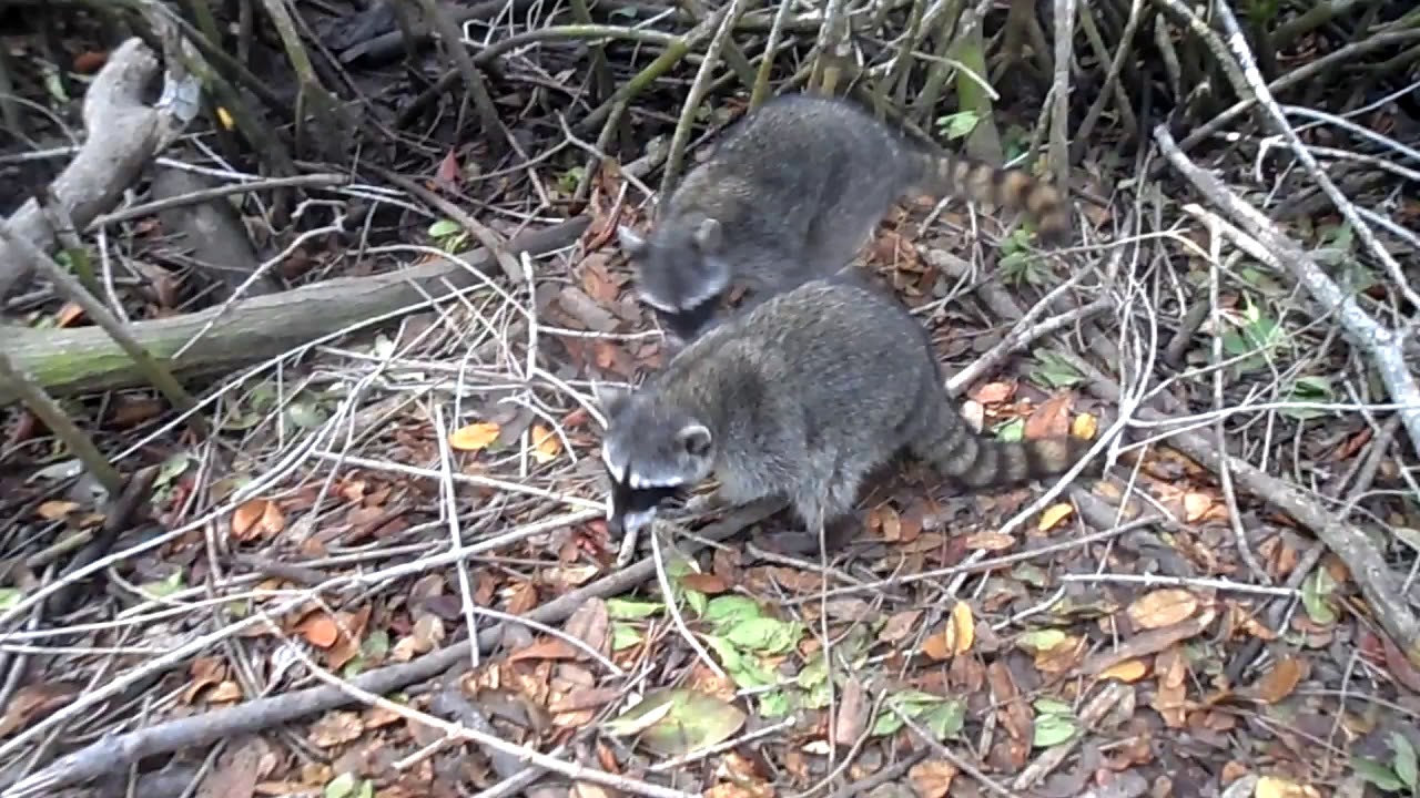 LUIS VEYTIA con los Mapaches del Corchito,Yucatan 2019 - YouTube