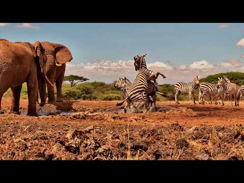 Zebra Fight Gets OUT OF HAND… Even the Elephants Are Shocked