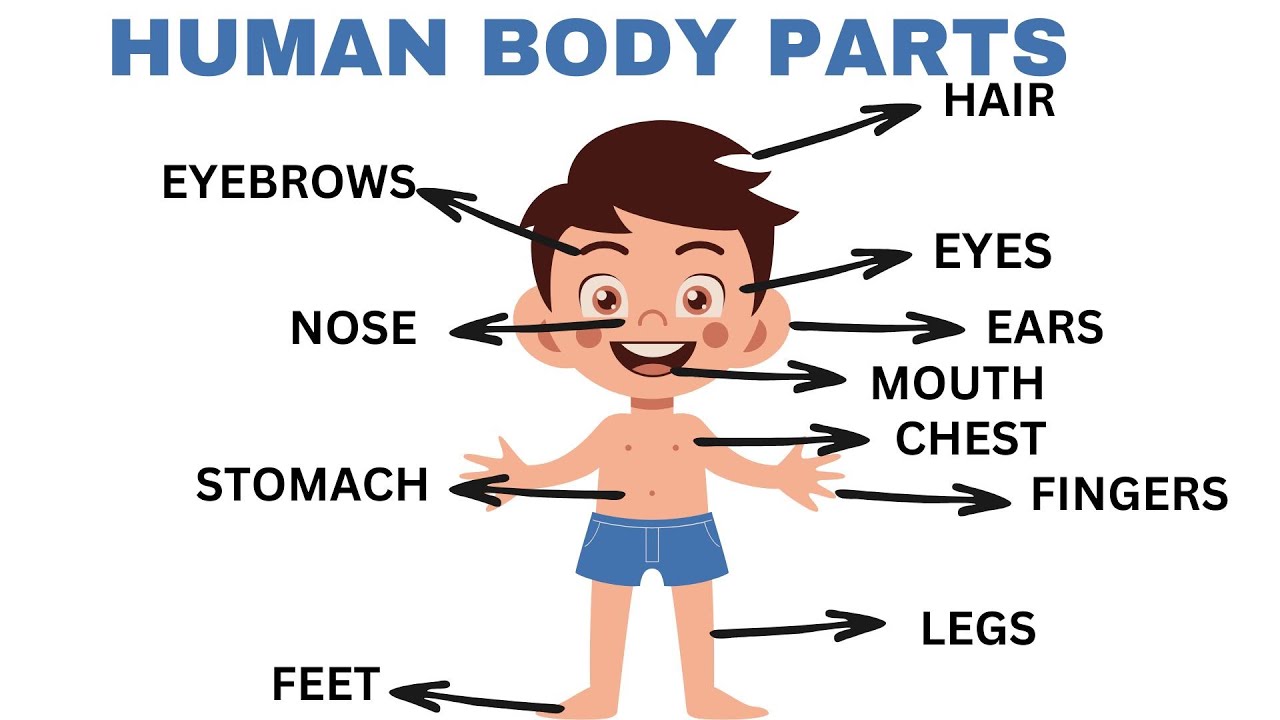 Sing and Shake: The 10 Body Parts Dance! |RHYMES FOR KIDS| SING AND ...