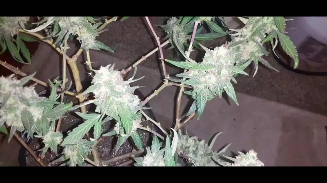 White Widow WEEK 8 Flower - YouTube