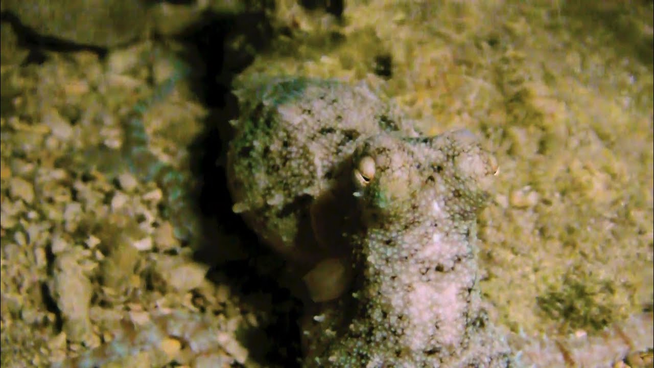 In the intertidal zone at night.Underwater shooting of octopus is ...