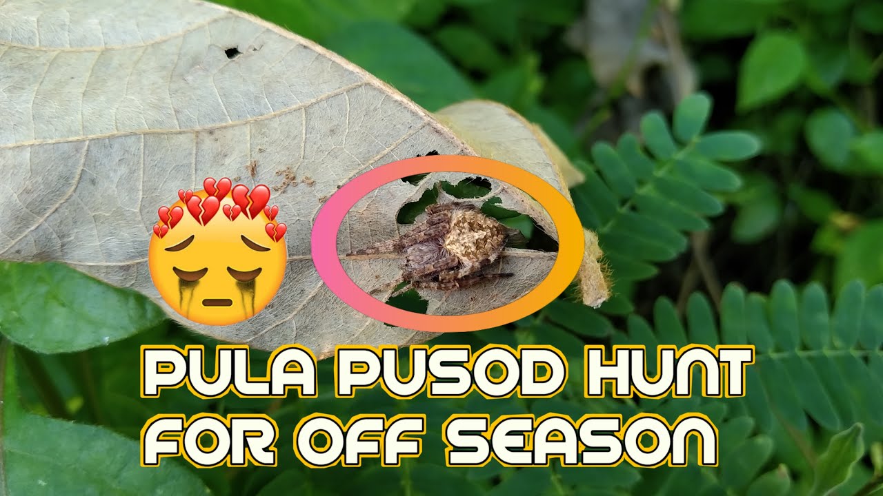 Spider Hunting/Pula Pusod Hunting Forest #Ka Gapang Vlogs) - YouTube