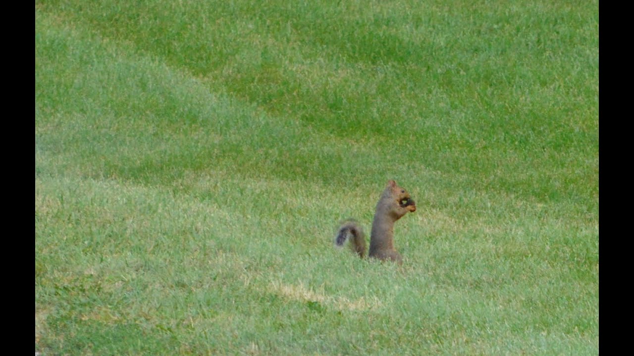 Lots of squirrels - YouTube