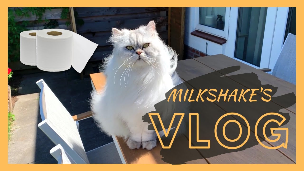 Behind The Scenes | Milkshake The Cat Vlog #3 - YouTube