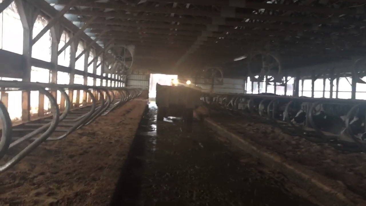 JCB 300 skid steer with woodchuck bedding shooter - YouTube