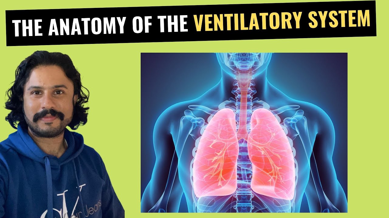 The Anatomy of the Ventilatory System - YouTube