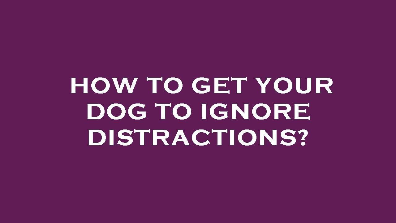 How To Get Your Dog To Ignore Distractions YouTube how-to-get-your-dog-to-ignore-distractions-youtube