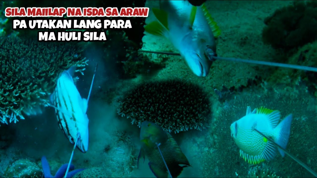 EP 395: SILA ANG MAIILAP NA ISDA SA ARAW PA UTAKAN LANG PARA MA HULI ...