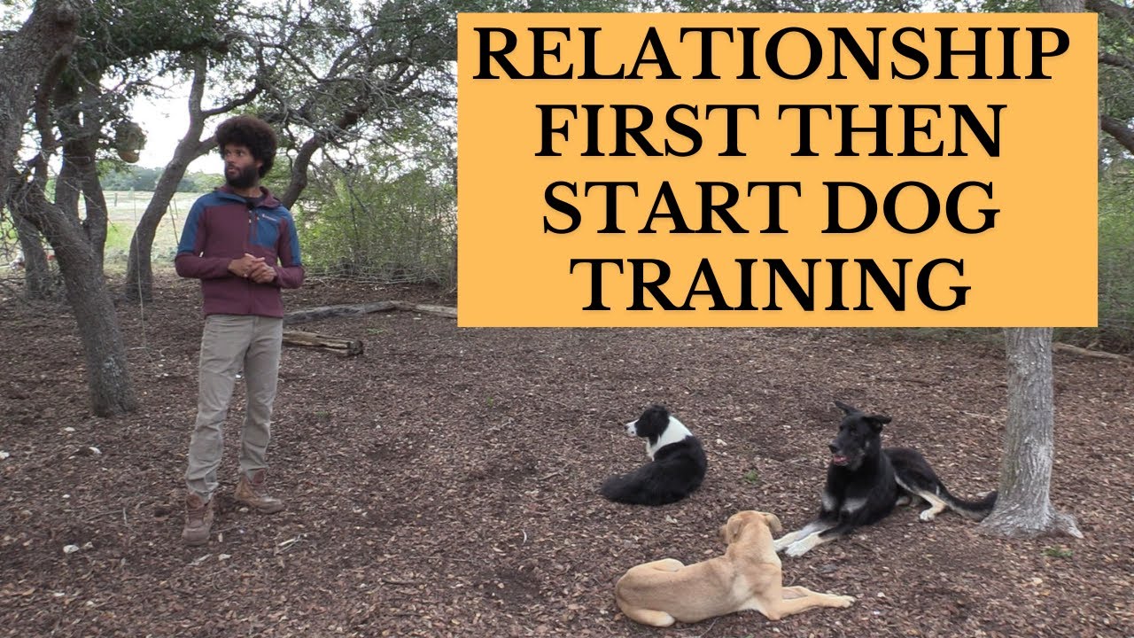 Relationship First Then Start Dog Training - YouTube
