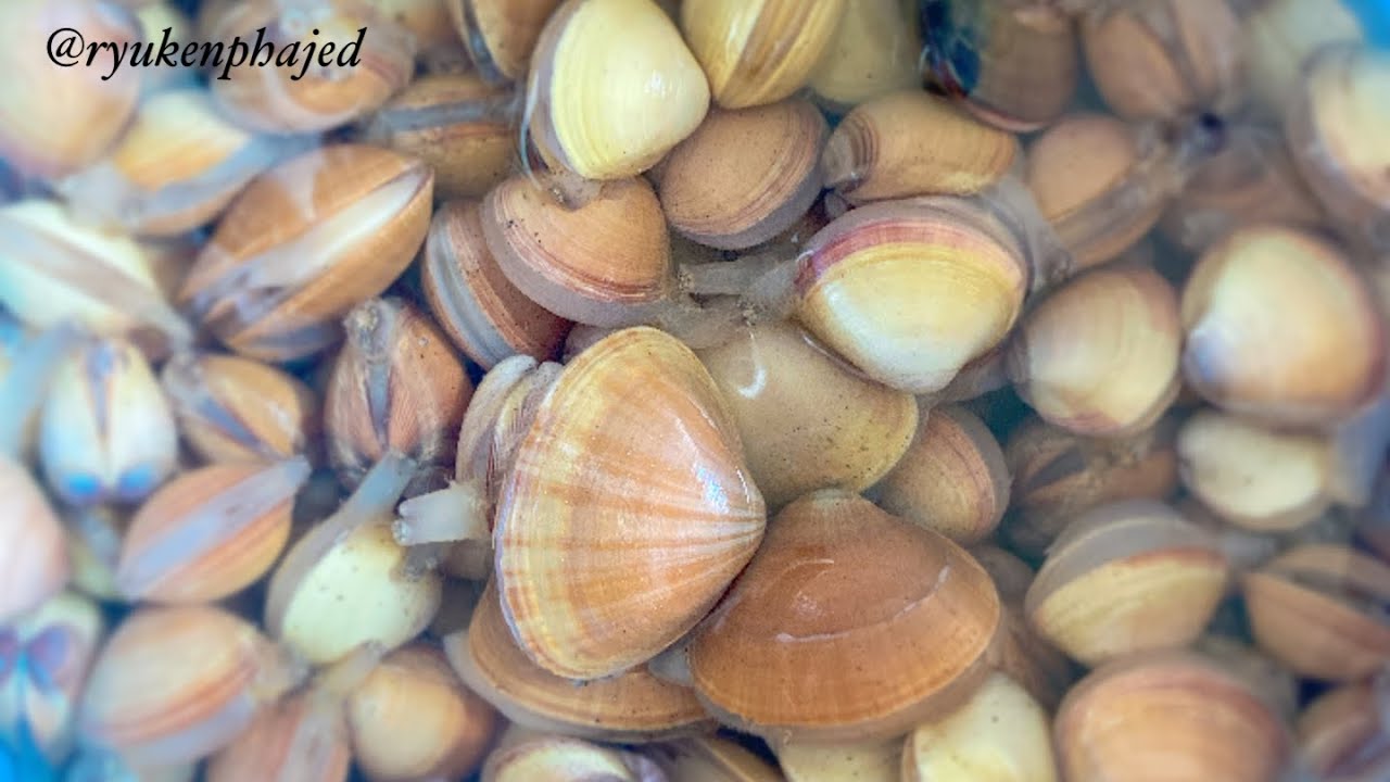 Free food!! Life in Japan (clam picking) - YouTube