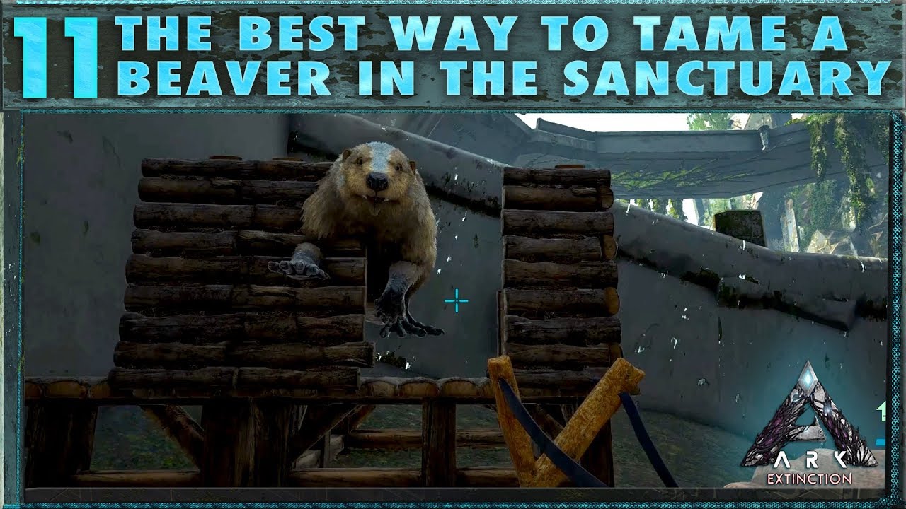 11: The Best Way to Tame a Beaver in the Sanctuary (Easy Tame!) - The ...