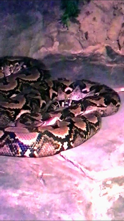 Reticulated Python - YouTube