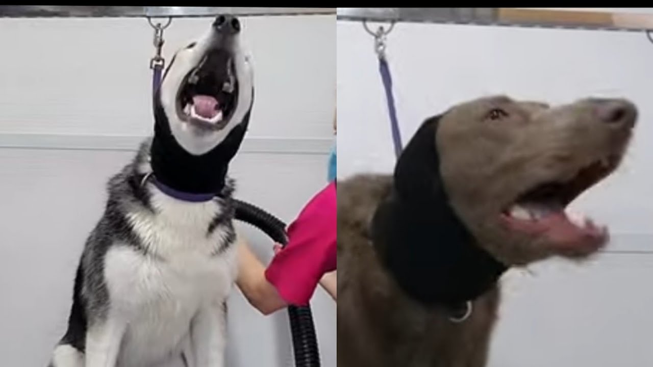 Dog and Cat Singing Competition - YouTube