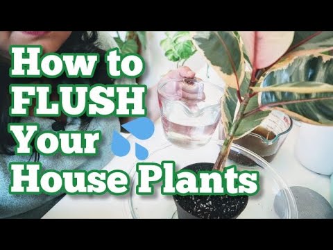 How To Flush Indoor Plants
