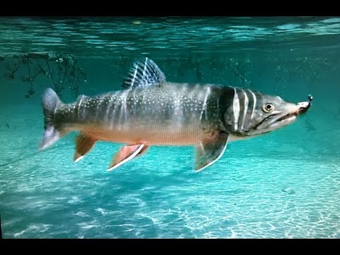 Fliegenfischen Streamer Live Biss - YouTube